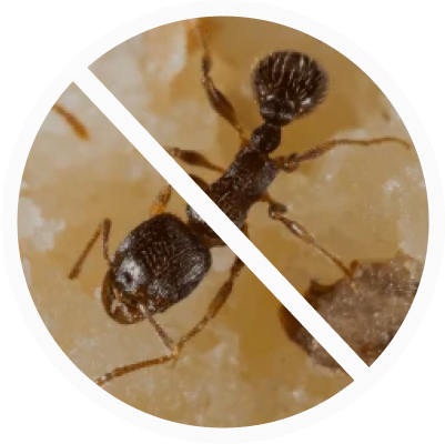 Exterminateur de fourmis - Extermination Innovex