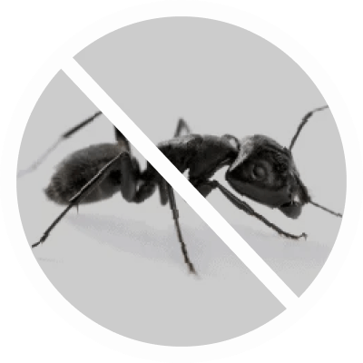 Exterminateur de fourmis - Extermination Innovex