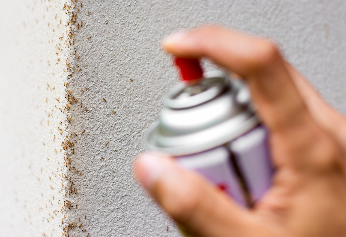 Exterminateur de fourmis - Extermination Innovex